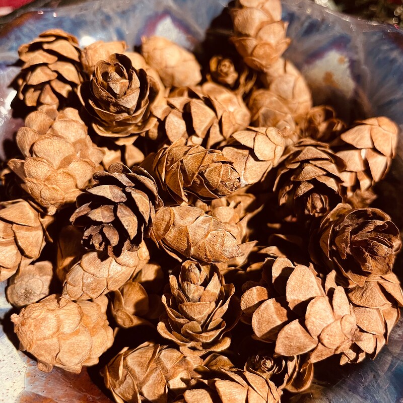 Hemlock Pine Cones - Etsy