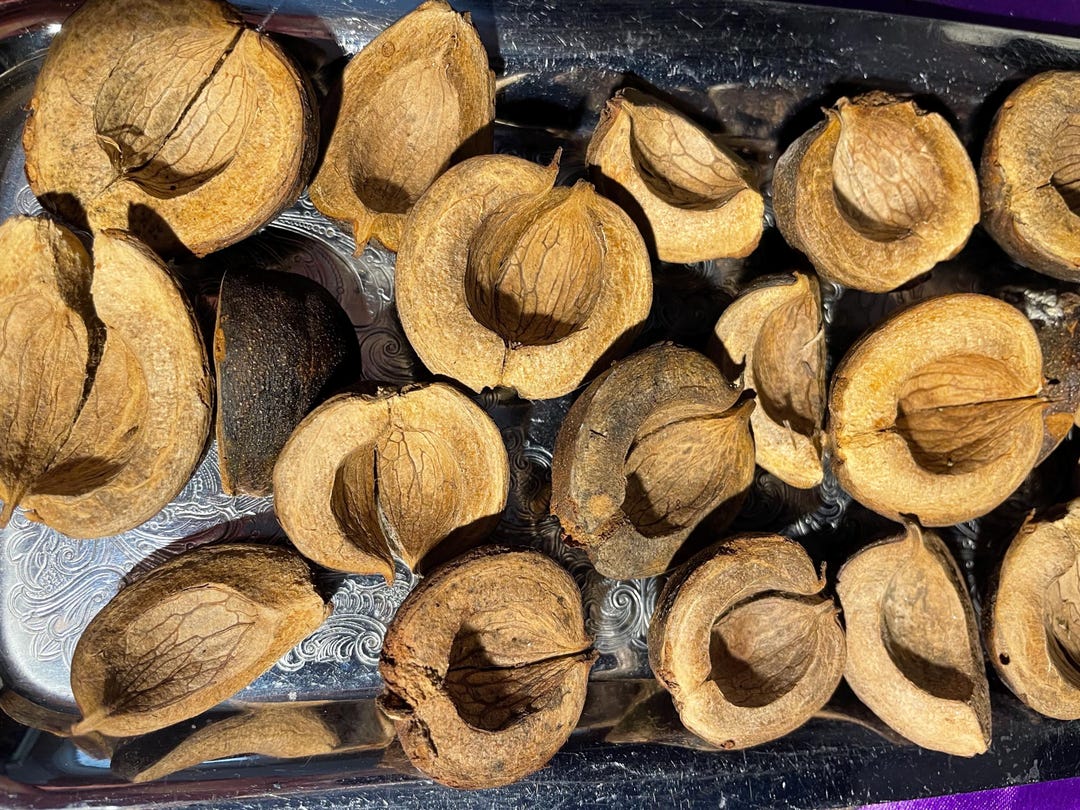 Hickory Nut Shells/husks, Real Nut Shells From Black Hickory Trees ...