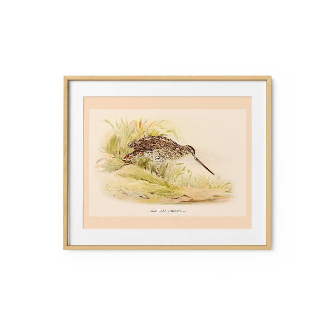 Birds Wood Snipe Digital Download Home Decor Gift Bird Wall Art Nature ...