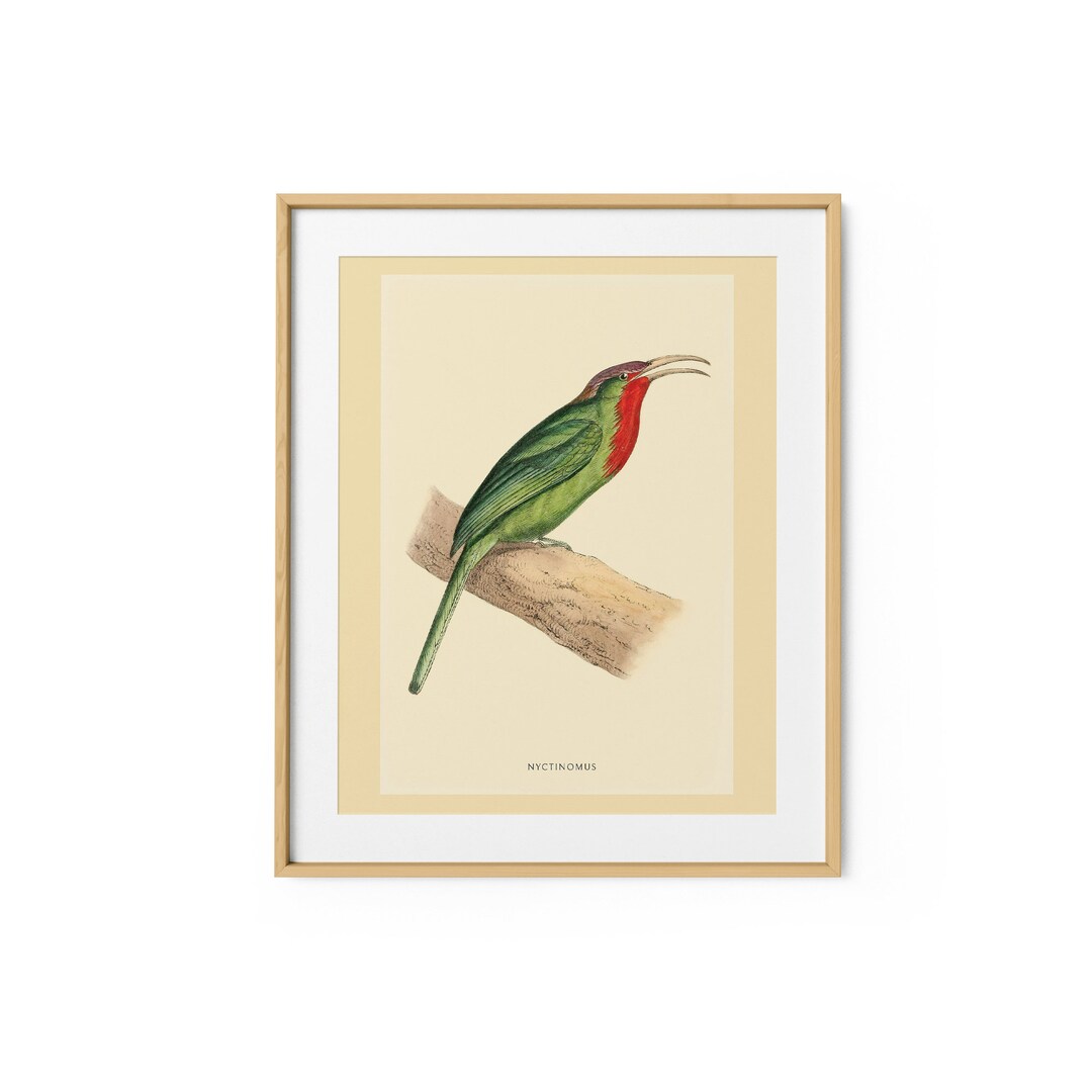Bird Icterus Nyctinomus Amictus Bird Print Digital Download Home Decor ...