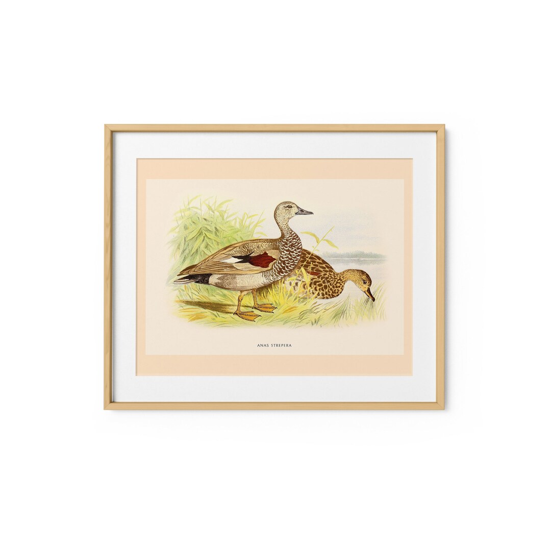 Birds Gadwall Duck Digital Download Home Decor Gift Bird Wall Art ...