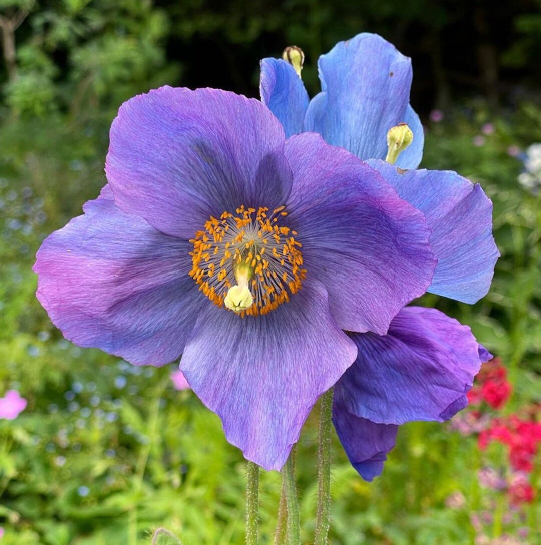 Violet Meconopsis himalayan Poppy - Etsy