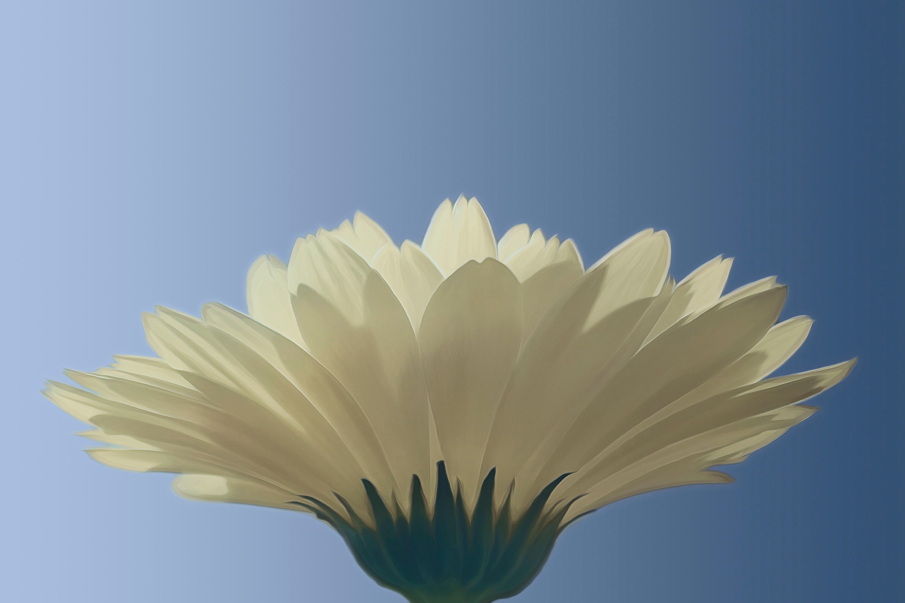 Daisy Flower Wall Art Reach for the Sun Soft Painted Floral - Etsy Canada