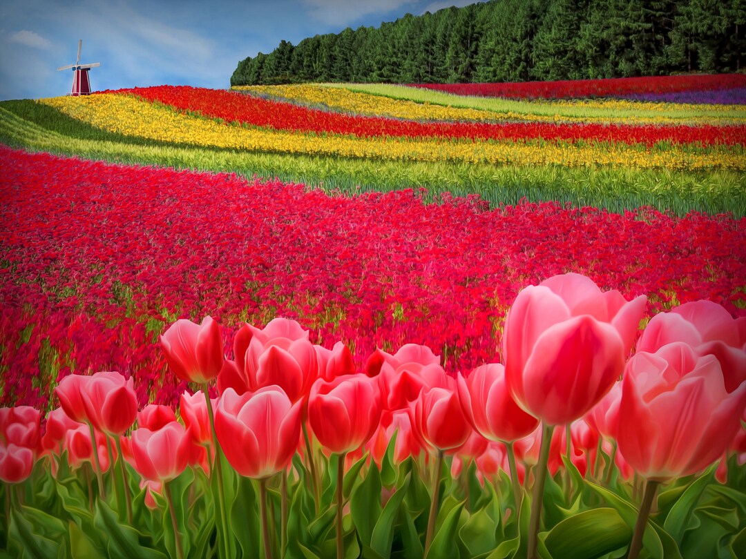Tulip Farm Wall Art, Colourful Botanical, Painterly Garden Scene ...