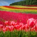 Tulip Farm Wall Art, Colourful Botanical, Painterly Garden Scene ...