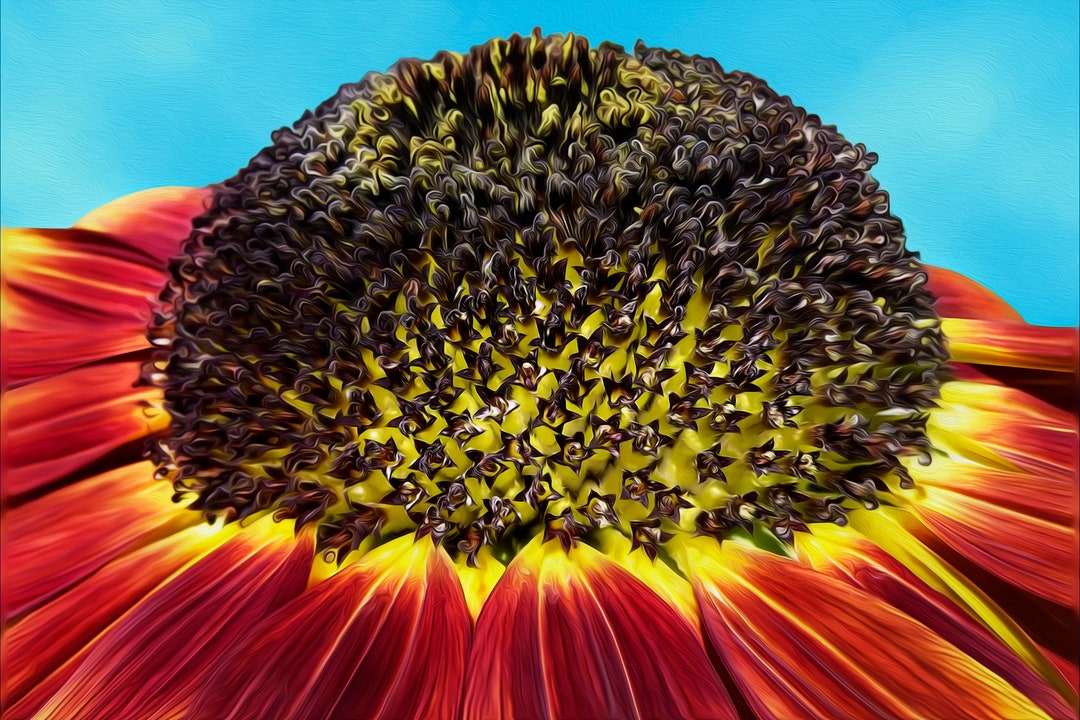 Bold Sunflower Wall Art, Seedy Center, Painterly Macro, Magical Light ...