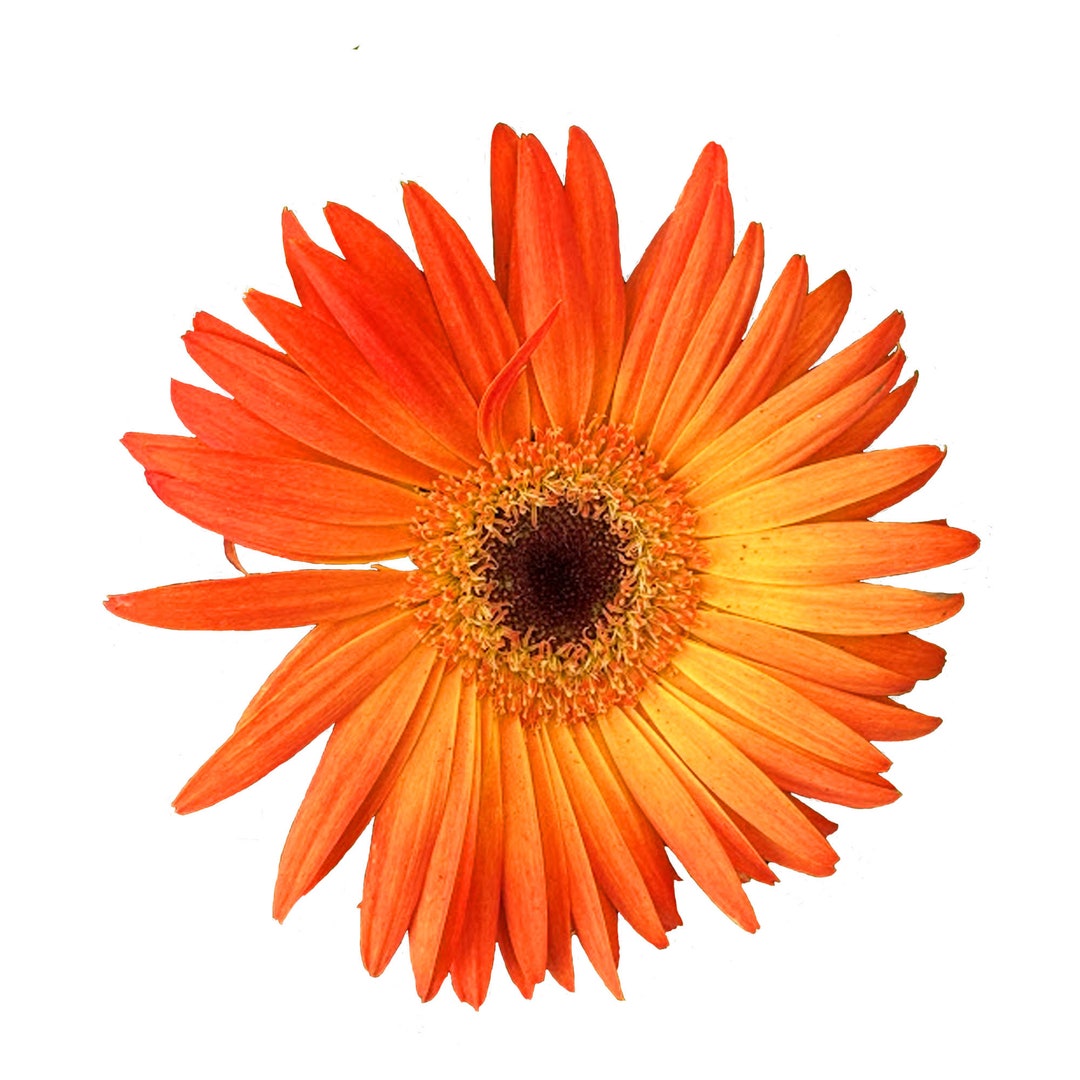 Orange Gerbera Daisy PNG, Photorealistic Clip Art, Floral Ephemera - Etsy