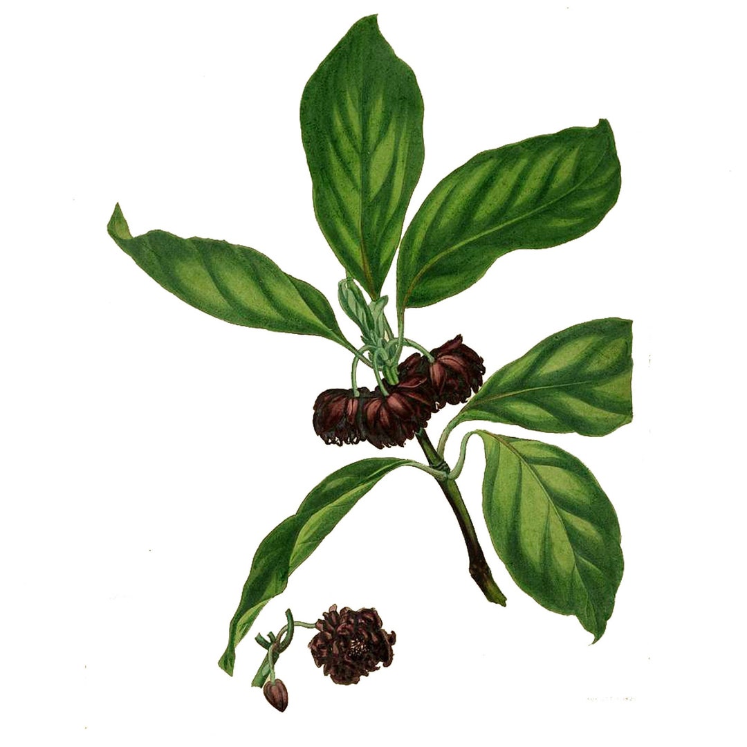 Vintage Anise Tree PNG, Vintage Botanical Illustration, Paxton, 1838 - Etsy