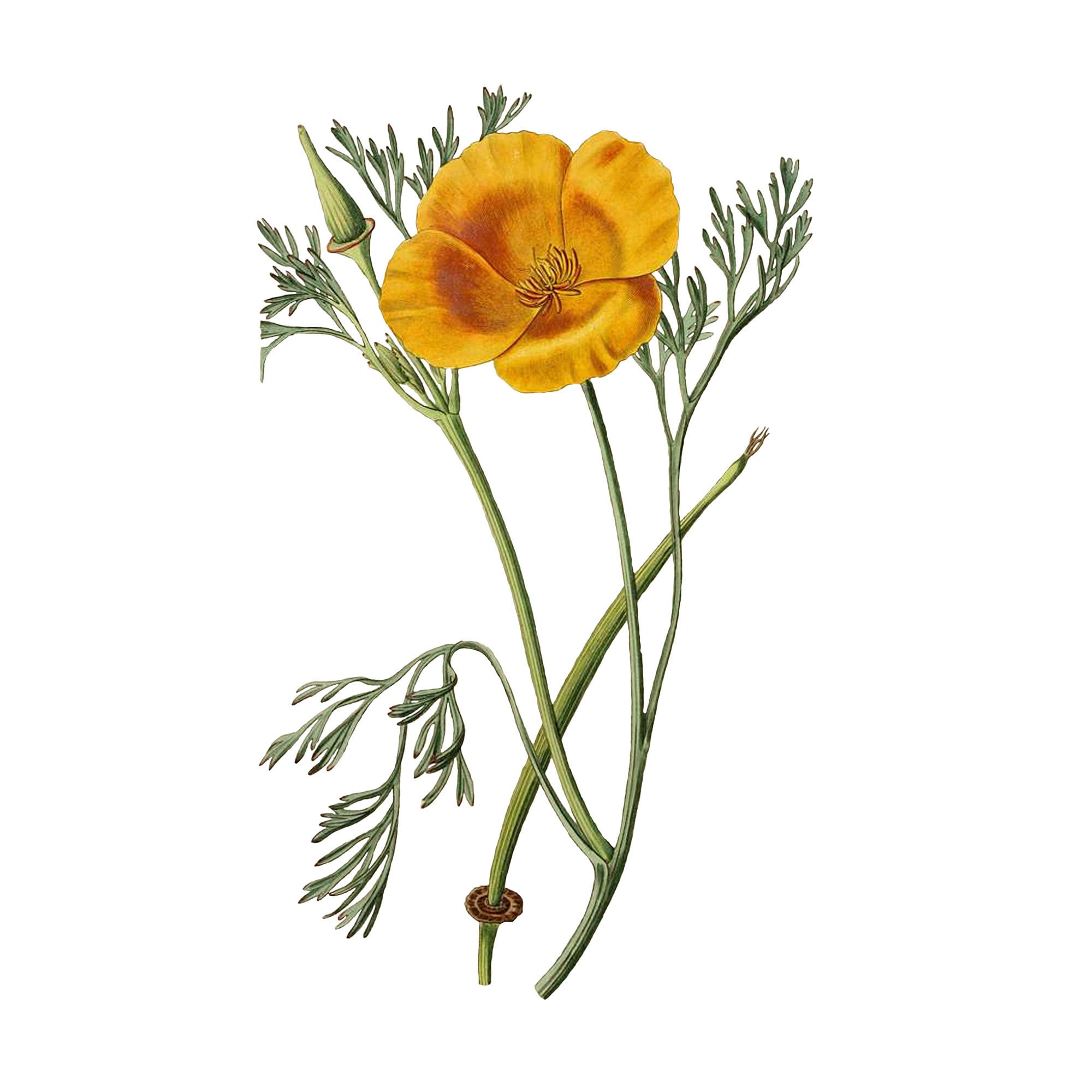 California Poppy Botanical Drawing