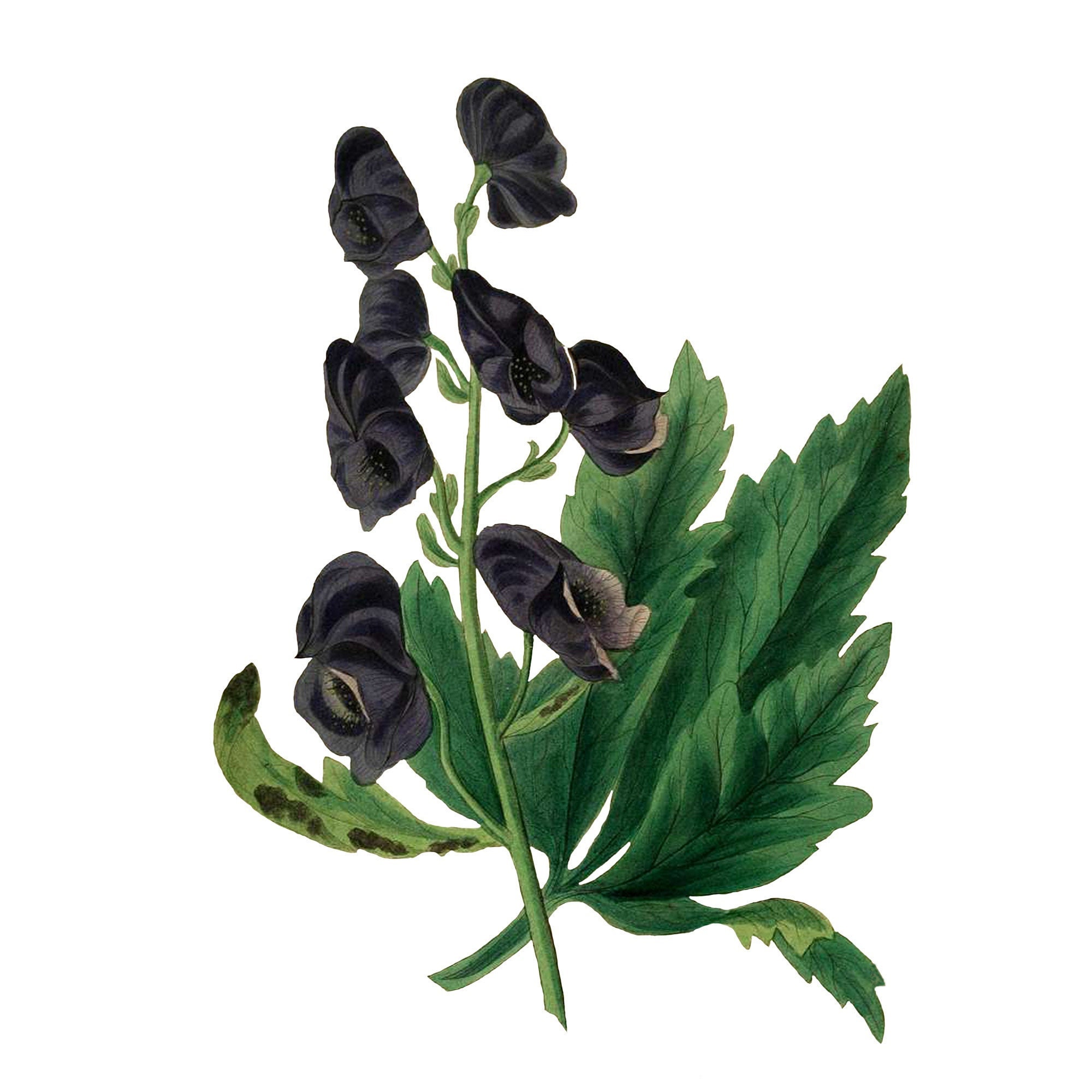 Vintage Wolfsbane PNG, Vintage Botanical Illustration, Paxton, 1838 - Etsy