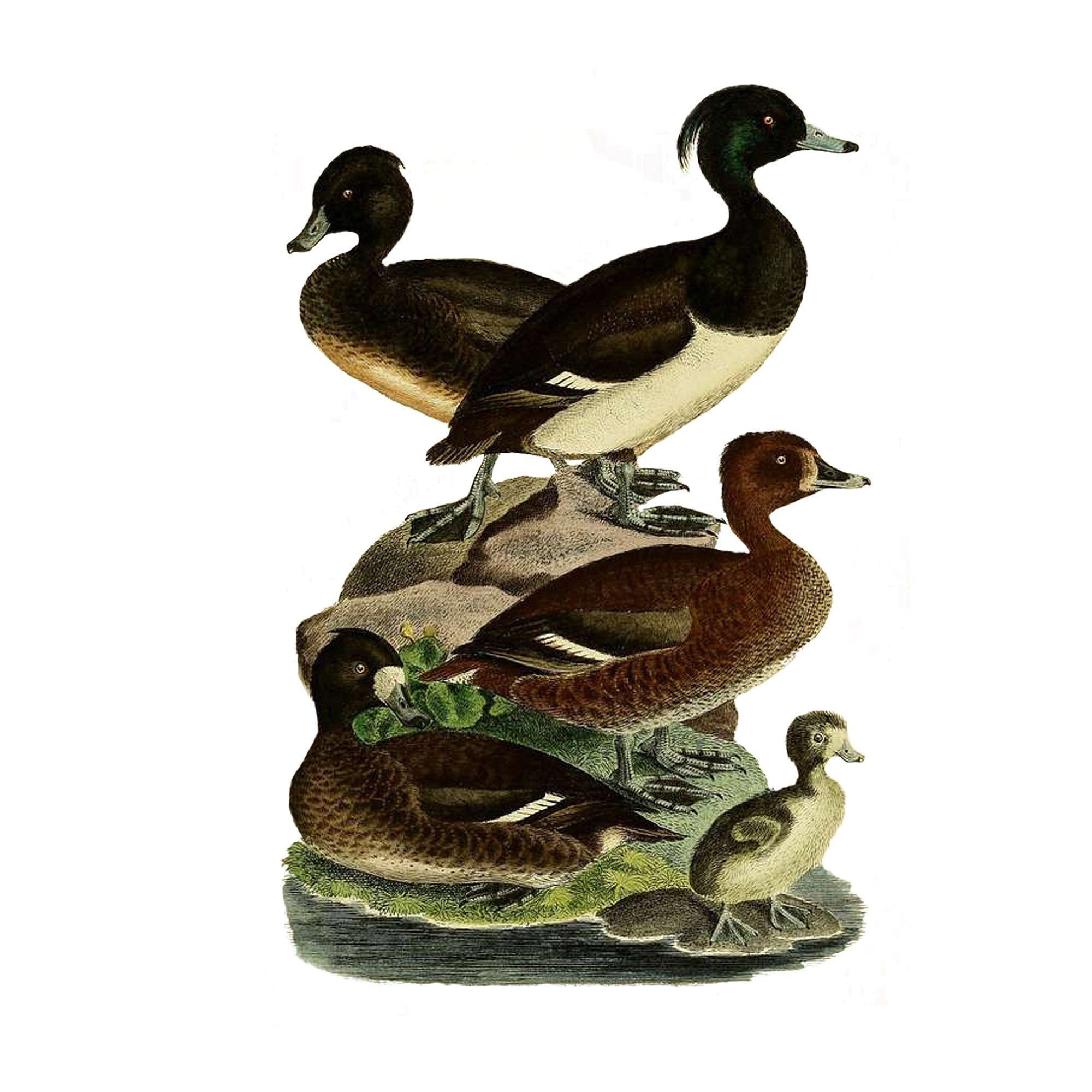 Vintage Tufted Duck PNG, Animal Illustrations, Naumann 1820-1860 - Etsy