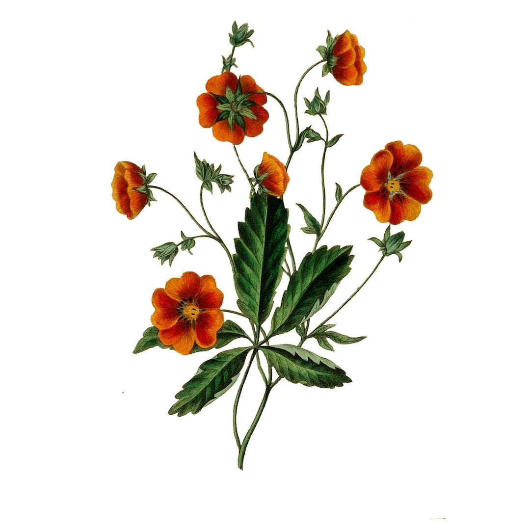 Vintage Potentilla PNG, Vintage Botanical Illustration, Paxton, 1838 - Etsy