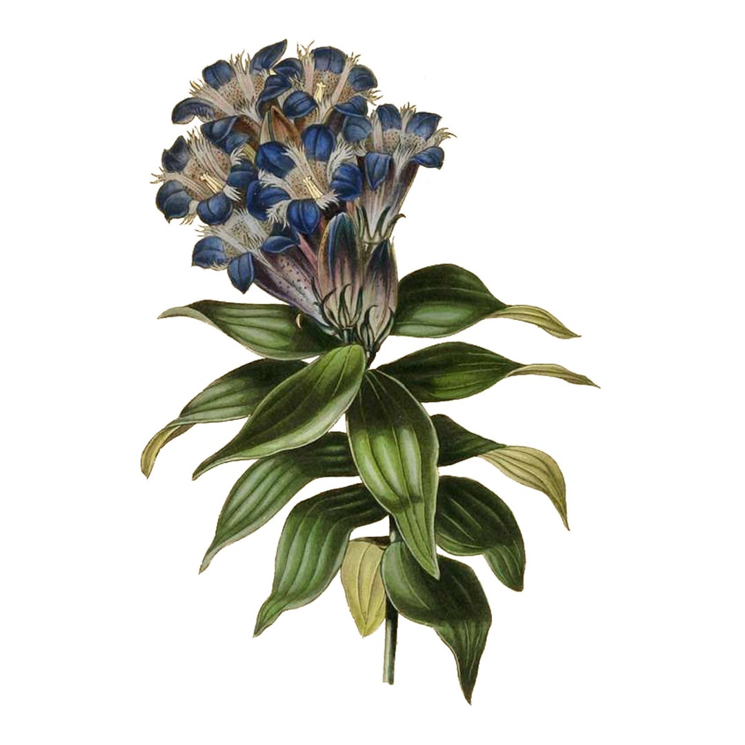 Vintage Crested Gentian PNG, Vintage Botanical Illustration, Paxton ...