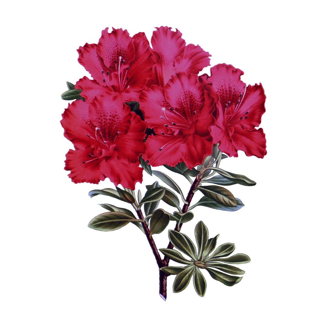 Vintage Azalea PNG, Vintage Botanical Illustration - Etsy