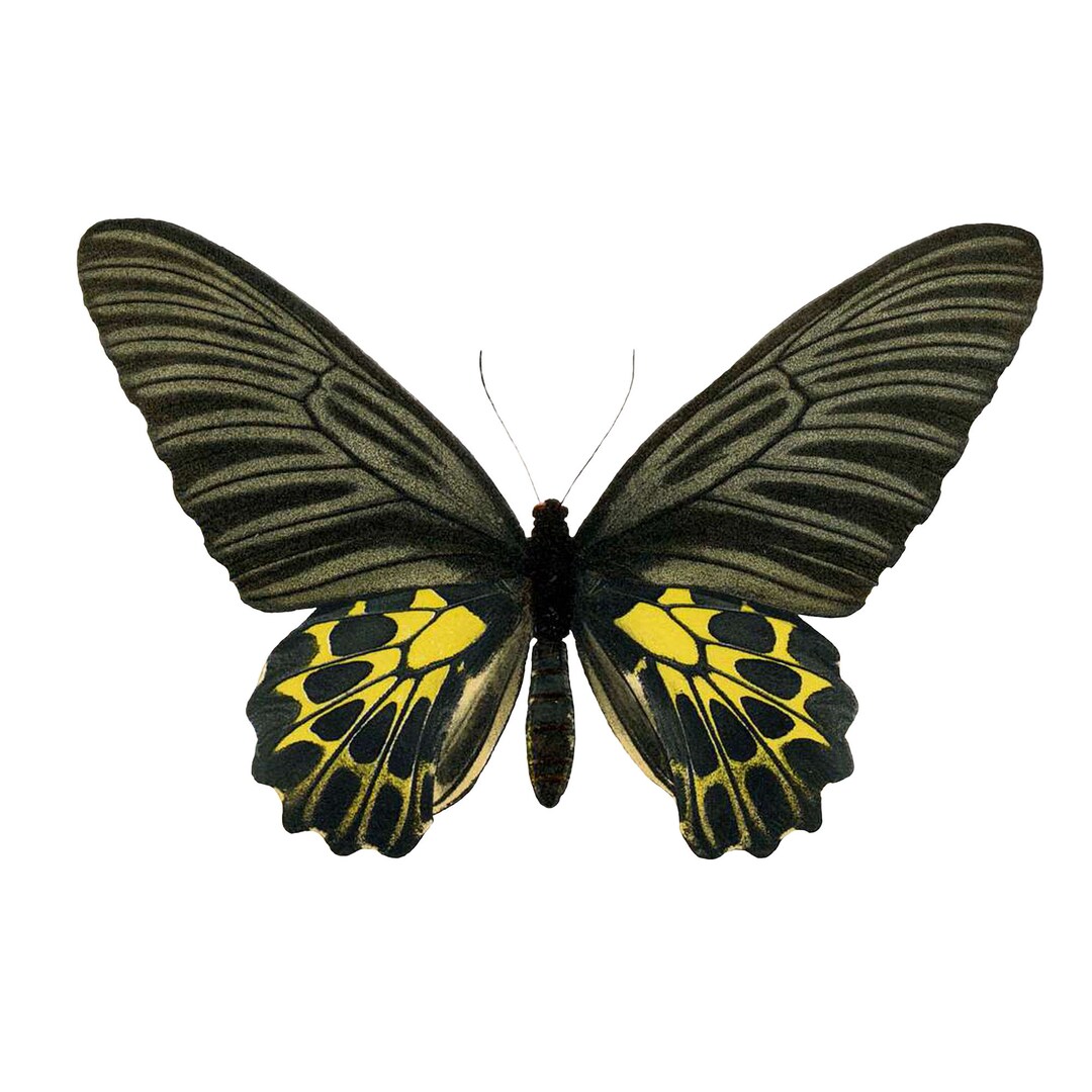 Vintage Common Birdwing PNG, Vintage Entomology Illustration - Etsy