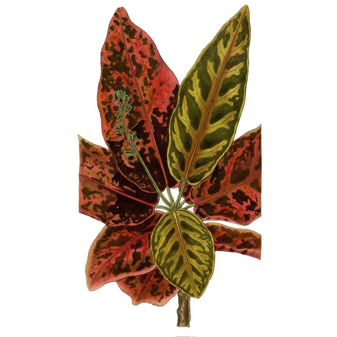 Vintage Croton PNG, Vintage Botanical Illustration, Curtis, 1831 - Etsy