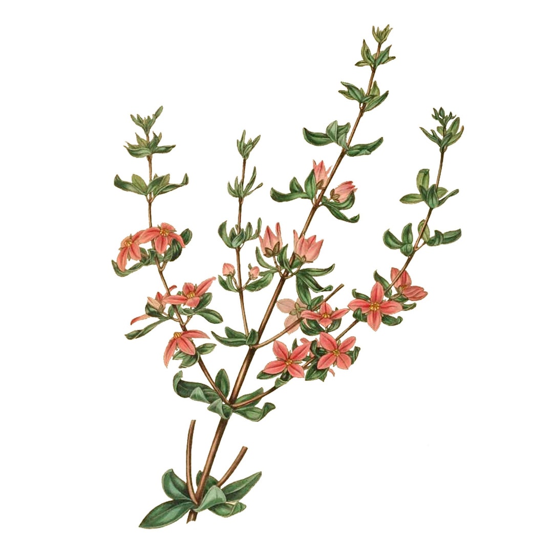 Vintage Boronia PNG, Vintage Botanical Illustration, Paxton, 1838 - Etsy