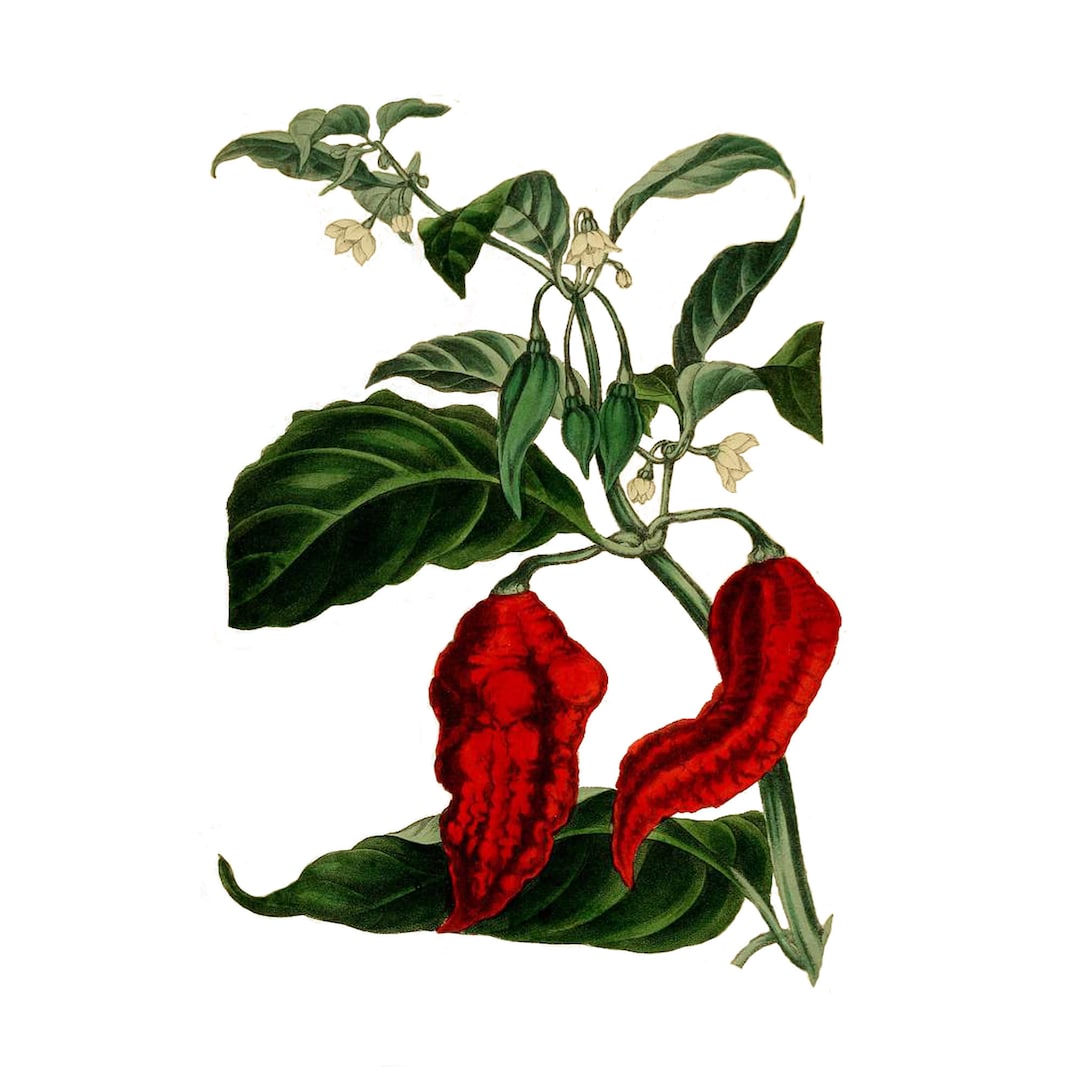 Vintage Chili Pepper PNG, Vintage Botanical Illustration, Paxton, 1838 ...