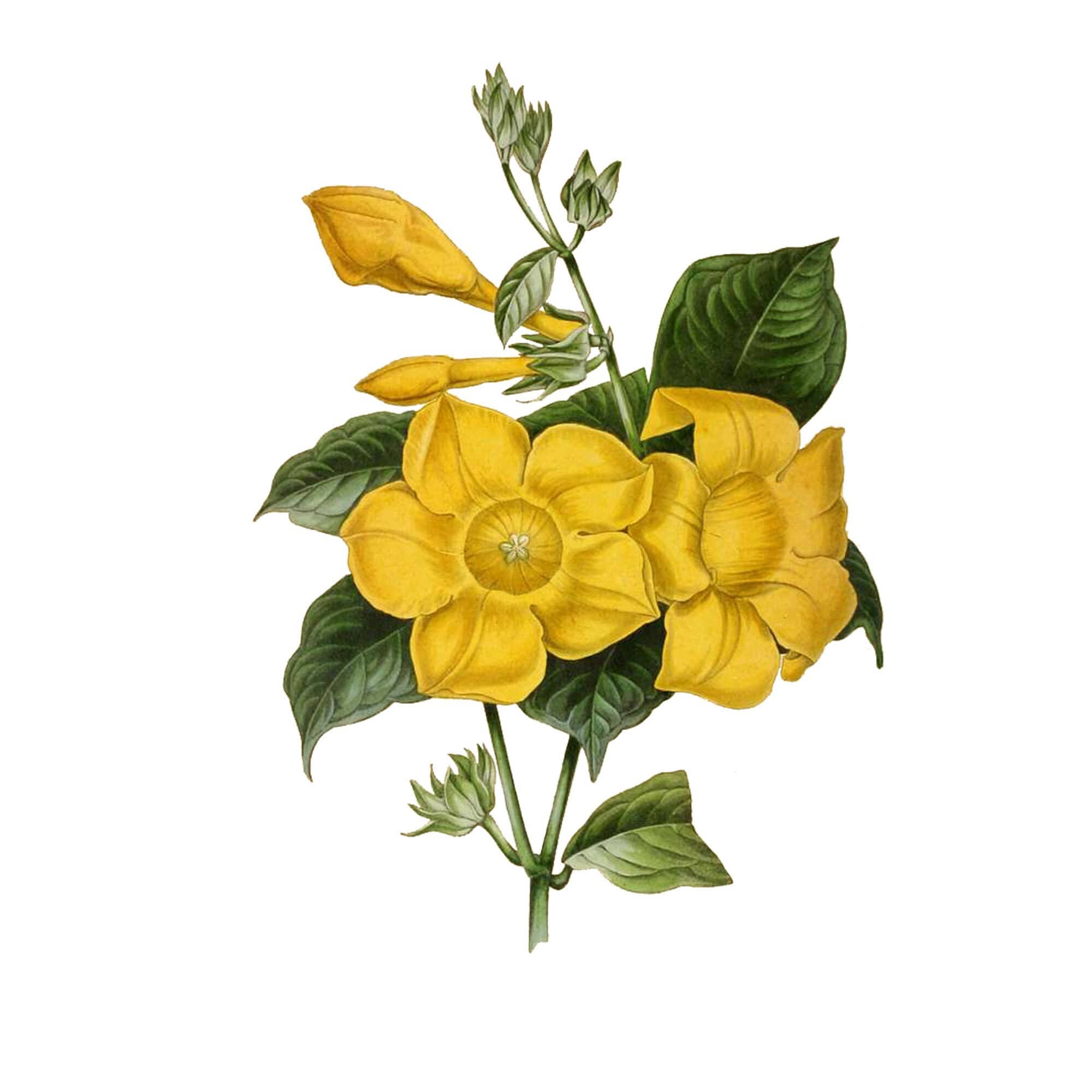 Vintage Yellow Allemanda PNG, Vintage Botanical Illustration, Paxton ...