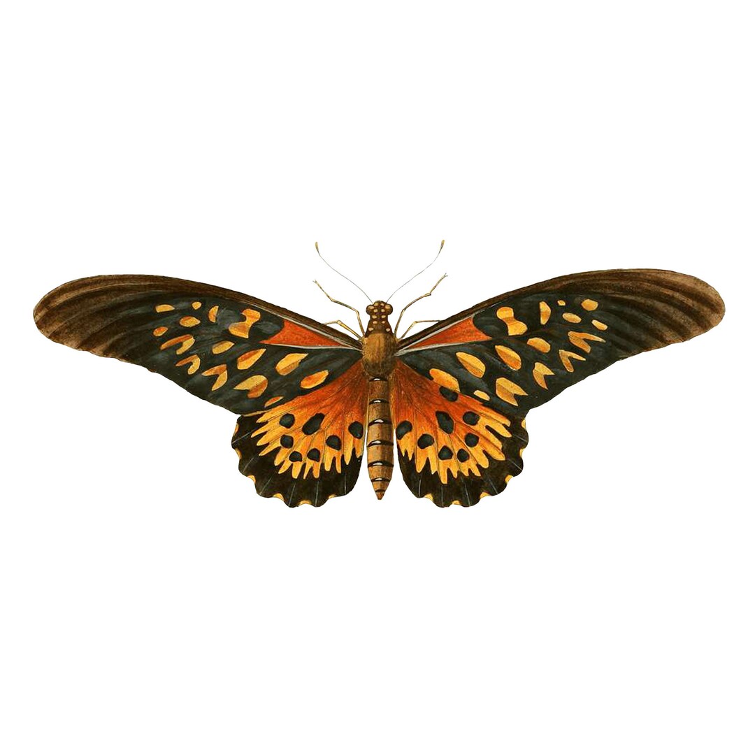 African Giant Swallowtail PNG, Vintage Entomology Illustration, Drury ...