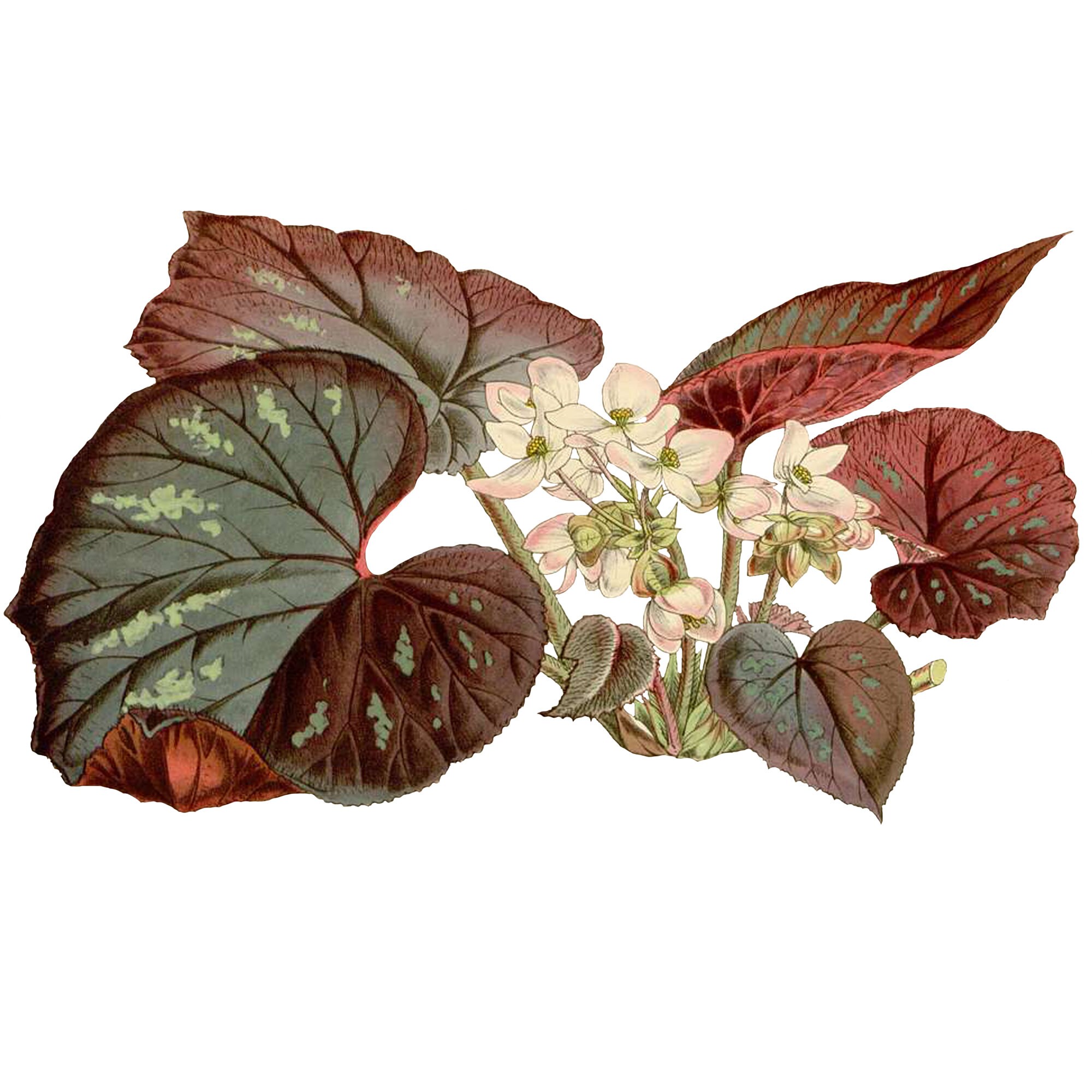 Vintage Begonia Tenera PNG, Vintage Botanical Illustration, Curtis ...