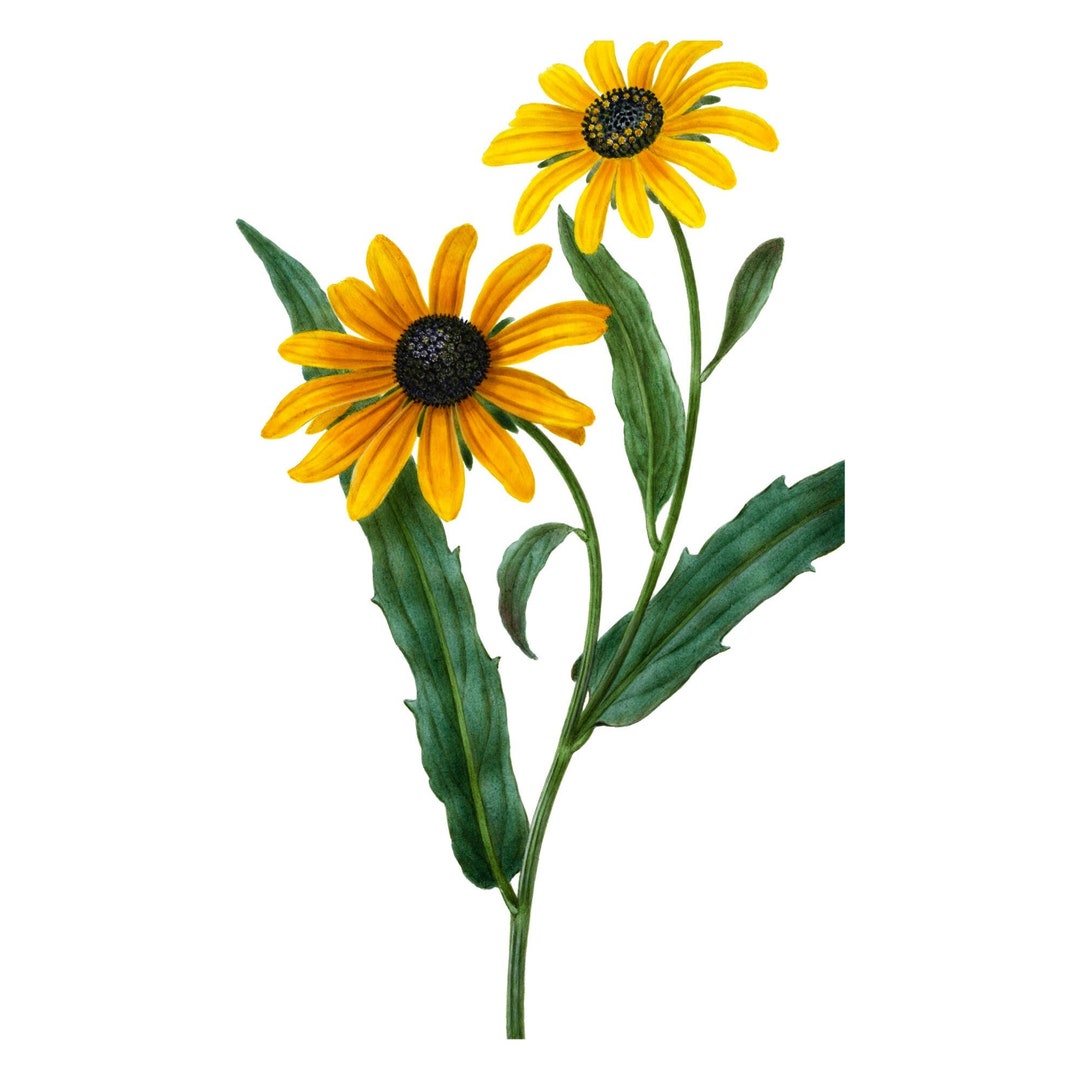 Vintage Black Eyed Susan PNG, Vintage Botanical Illustration - Etsy