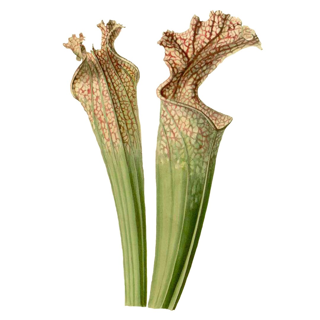 Vintage Pitcher Plant PNG, Vintage Botanical Illustration, Paxton, 1853 ...