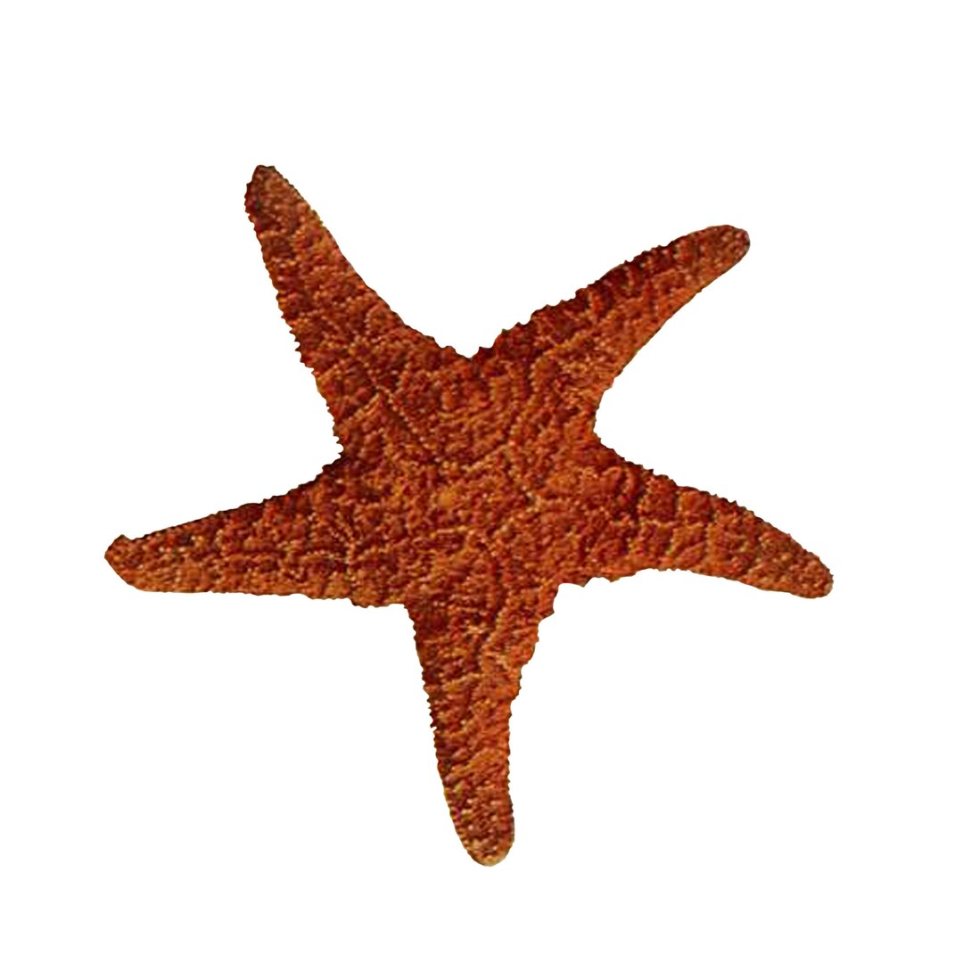 Orange Starfish PNG, Vintage Oceanography Illustration, 1902 - Etsy