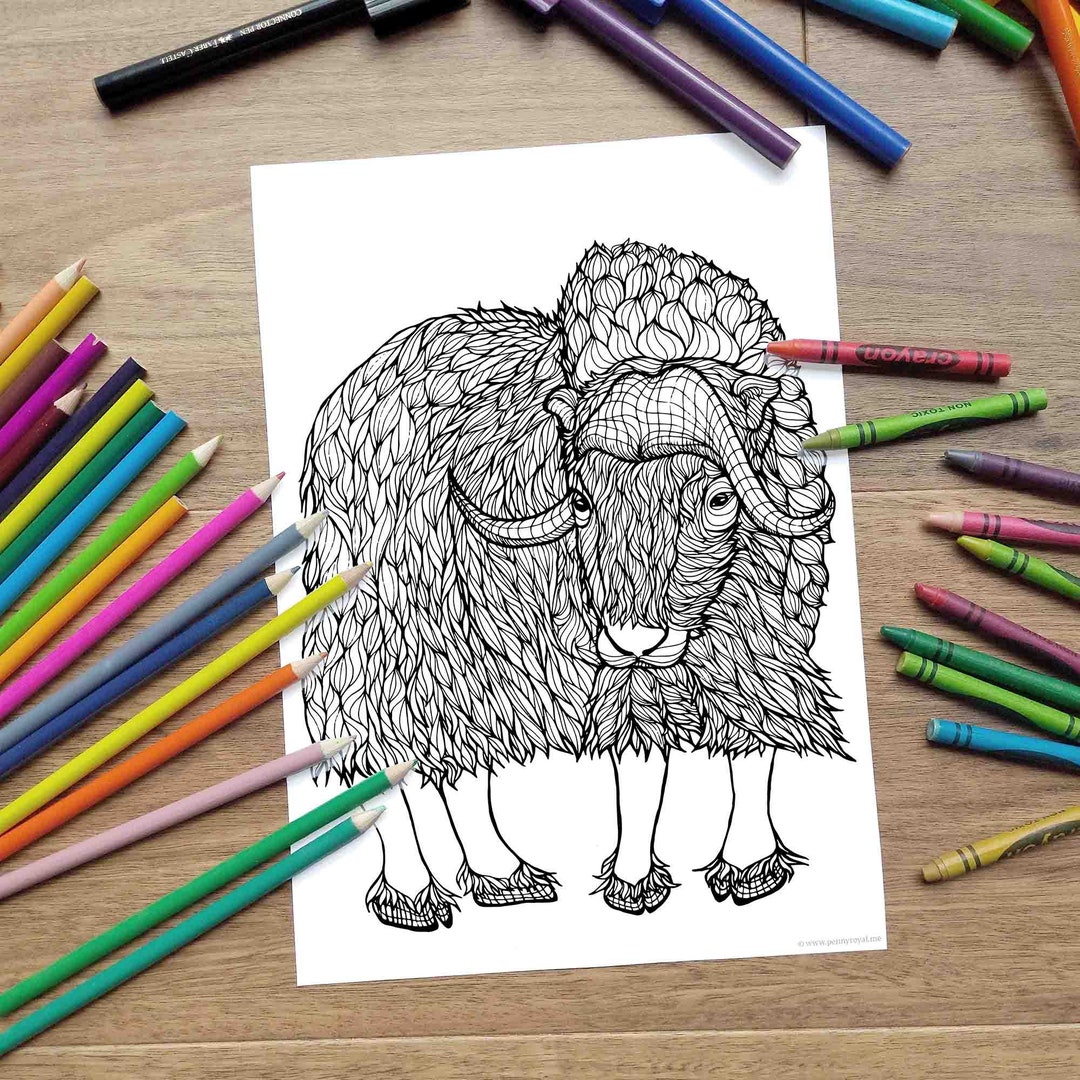 Hairy Ox Coloring Page Digital Download Woolly Horns - Etsy