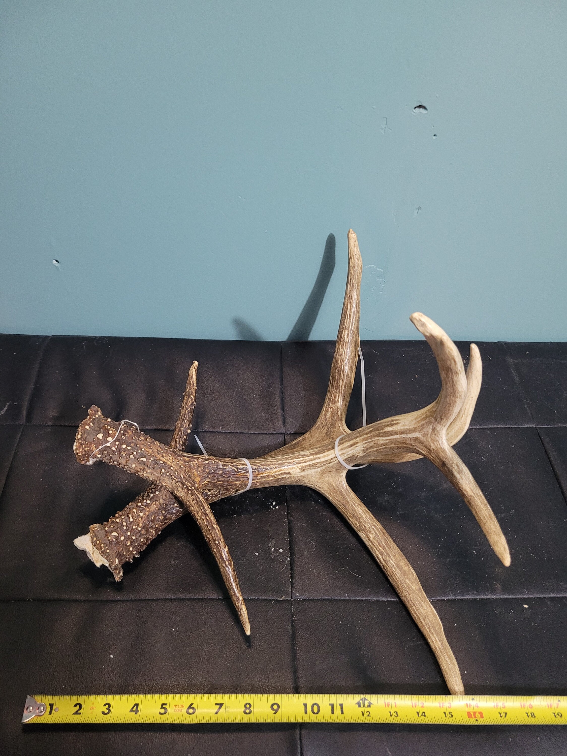 Large 3 Point Antler Set - Etsy