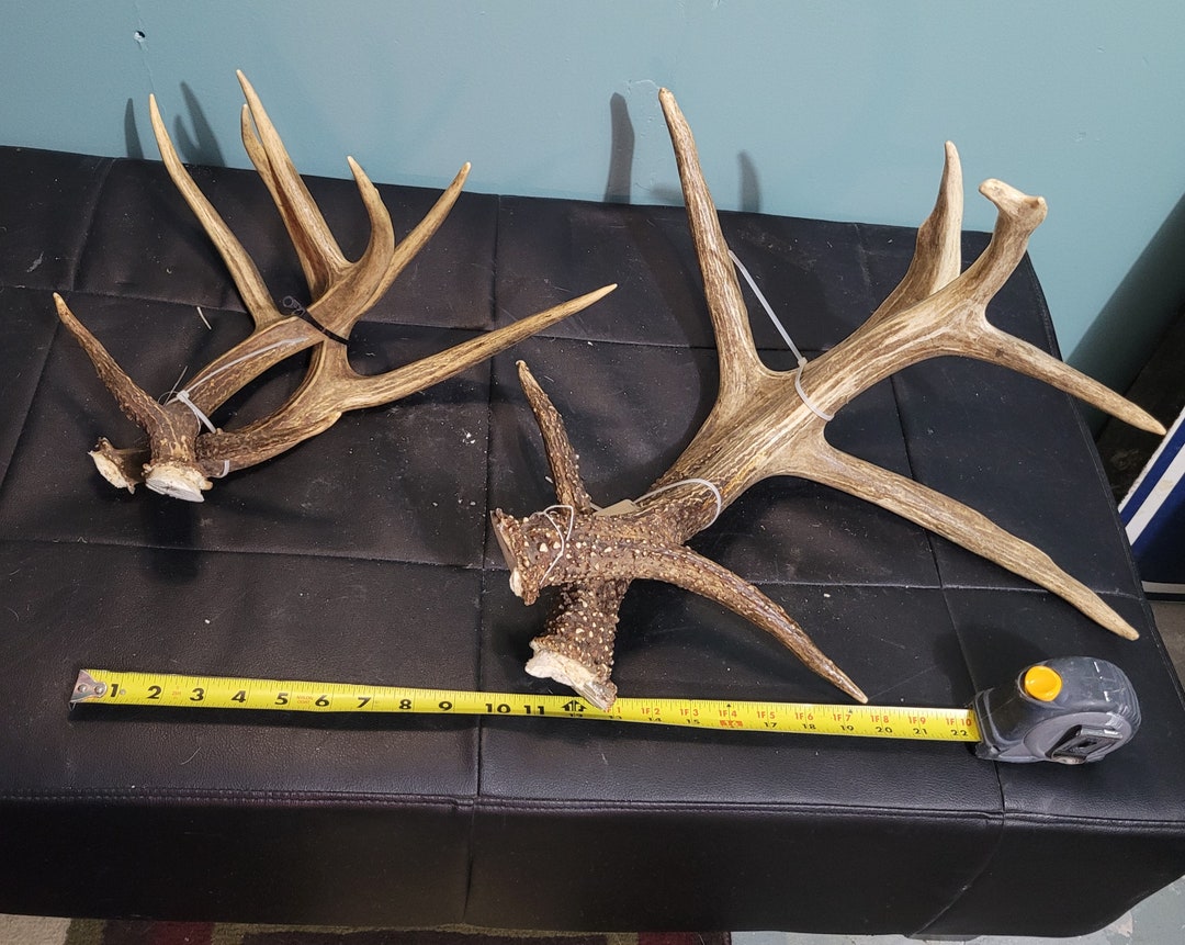 Large 3 Point Antler Set - Etsy