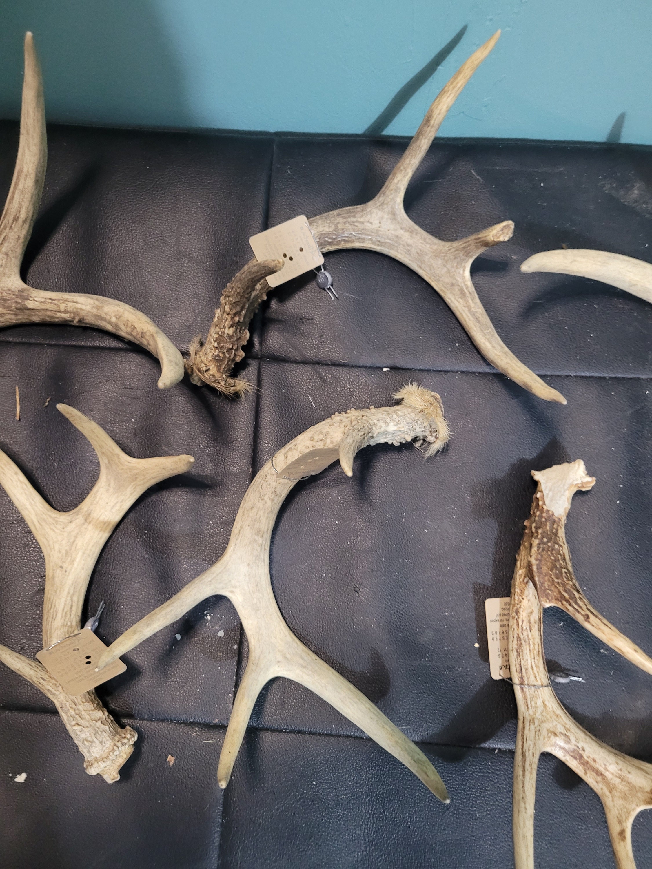 Small 3 Point Antler - Etsy Canada