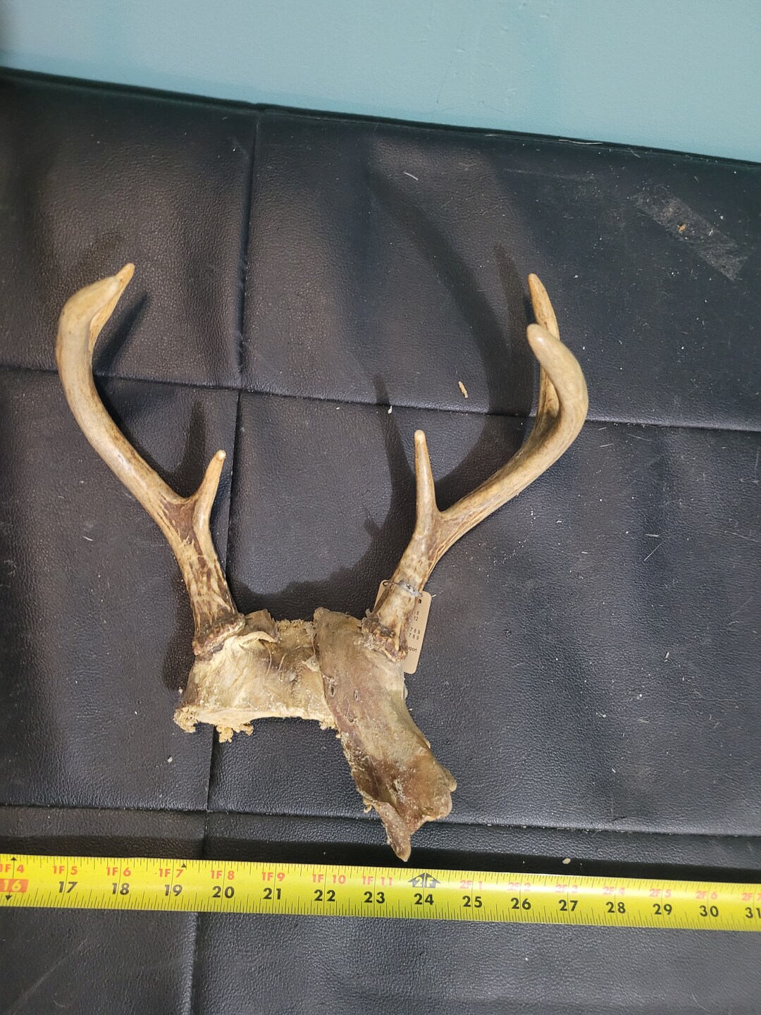 Small 3 Point Antler Attached Skull Cap - Etsy Canada