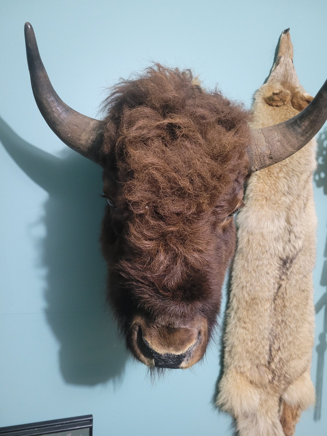 Bison Head - Etsy
