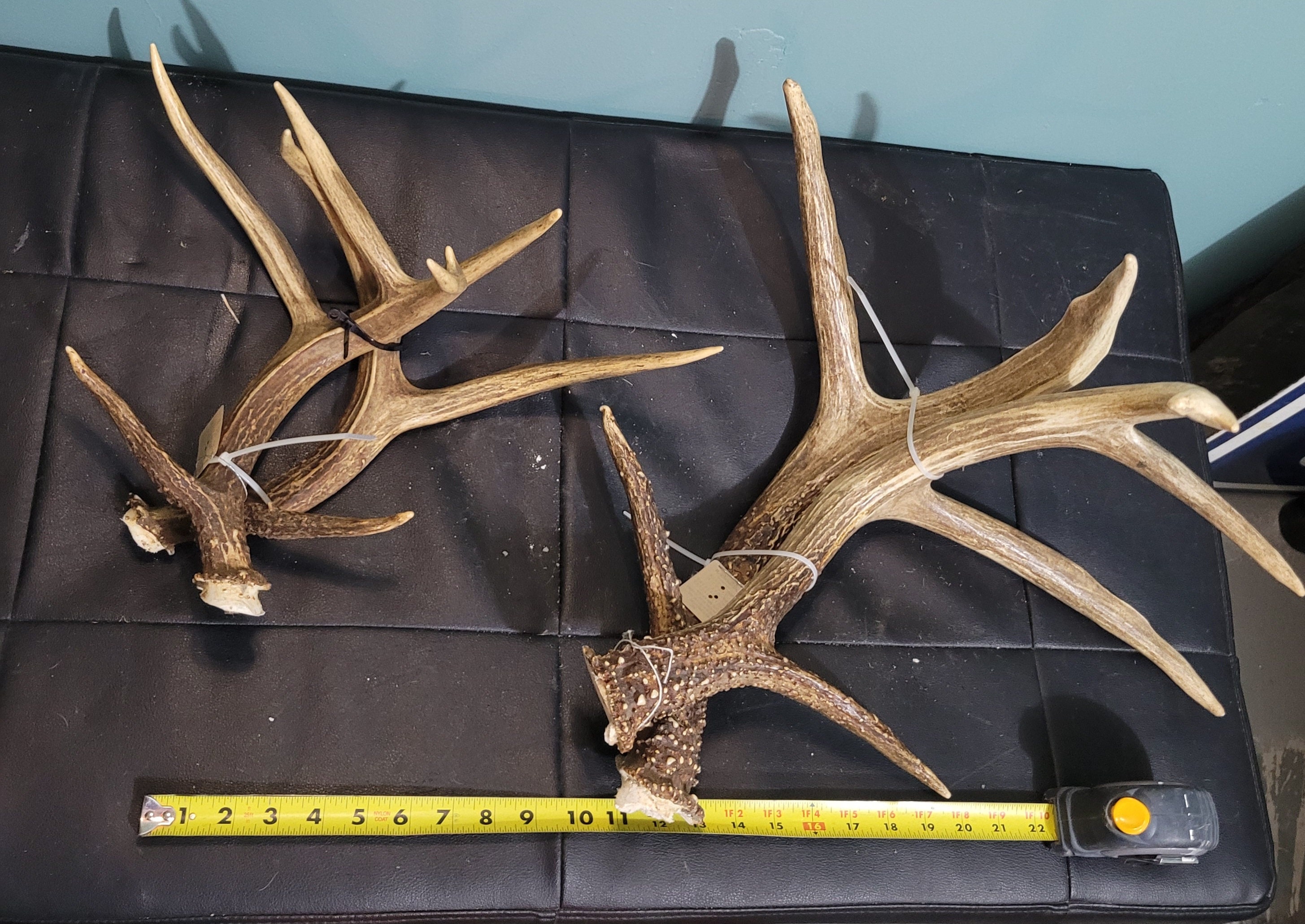 Large 3 Point Antler Set - Etsy