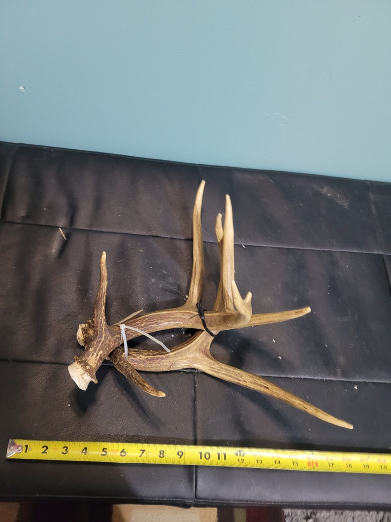 Large 3 Point Antler Set - Etsy