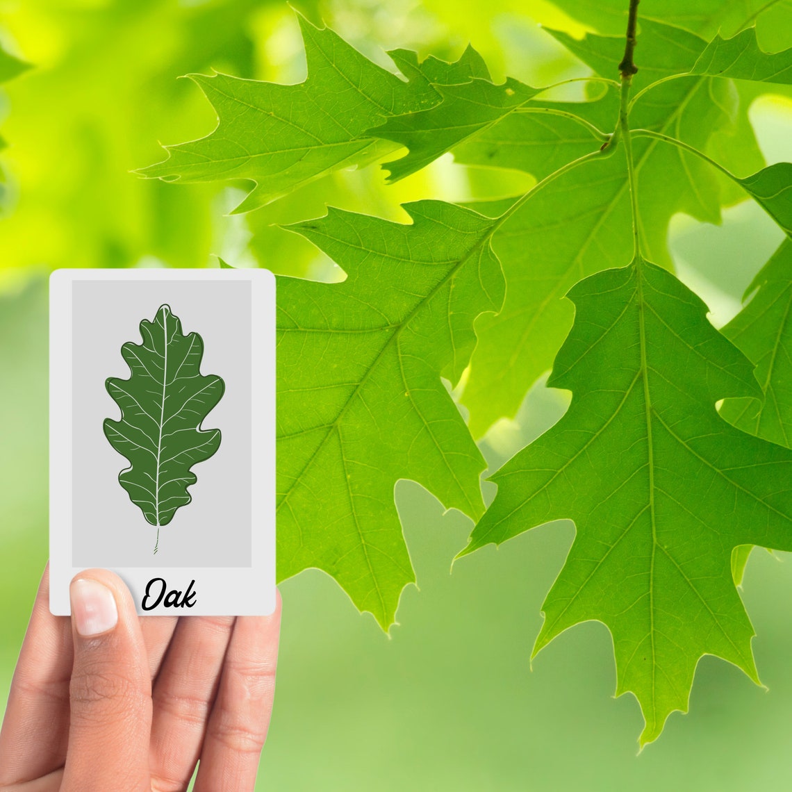 Leaf Identification Cards, Tree Leaf Identification, Nature Scavenger ...