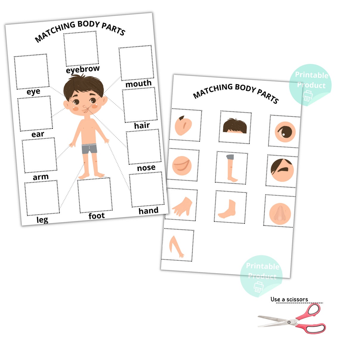 Body Parts Printable, Human Body Activity, Montessori Body Flash Cards ...