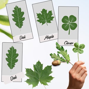 Leaf Identification Cards, Tree Leaf Identification, Nature Scavenger ...