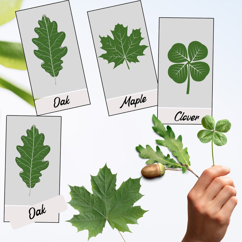 Leaf Identification Cards, Tree Leaf Identification, Nature Scavenger ...