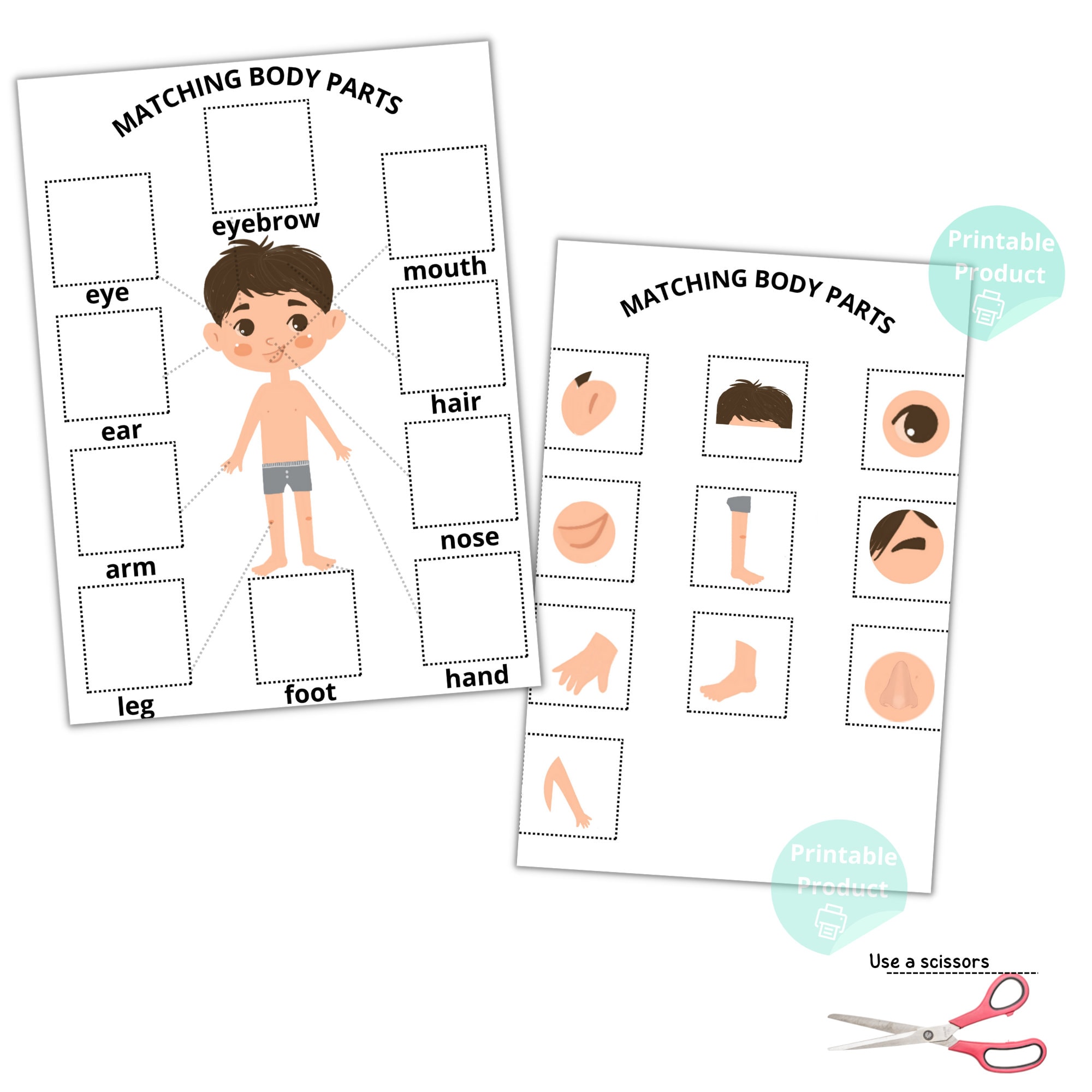 Body Parts Printable, Human Body Activity, Montessori Body Flash Cards ...