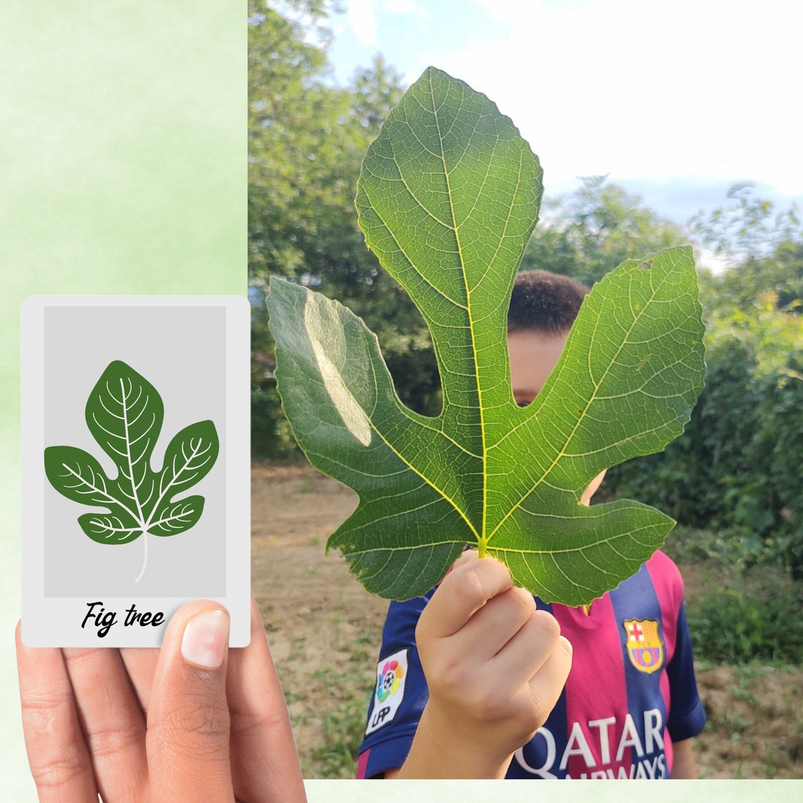Leaf Identification Cards, Tree Leaf Identification, Nature Scavenger ...