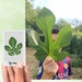 Leaf Identification Cards, Tree Leaf Identification, Nature Scavenger ...