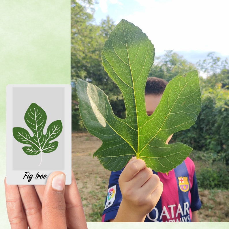 Leaf Identification Cards, Tree Leaf Identification, Nature Scavenger ...