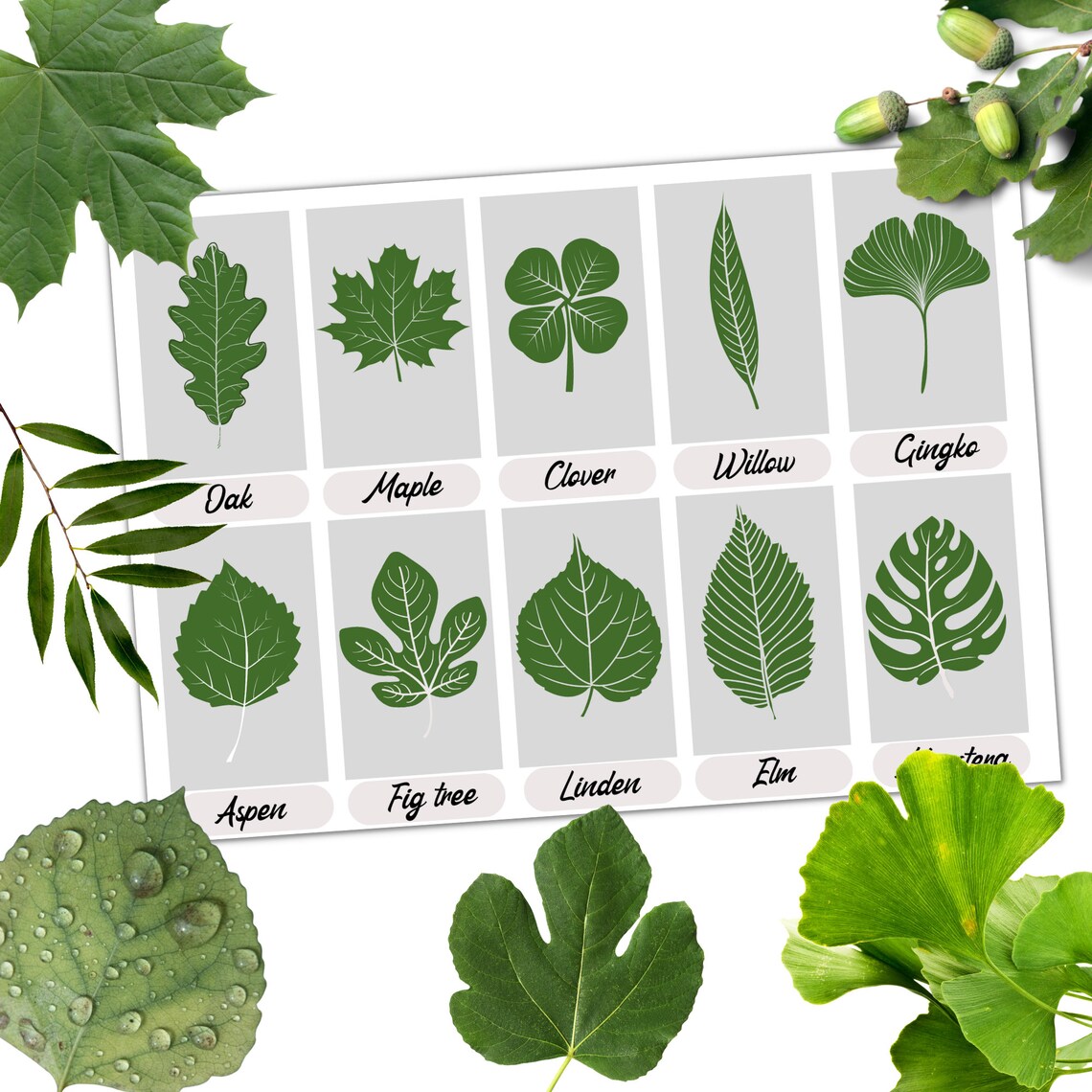 Leaf Identification Cards, Tree Leaf Identification, Nature Scavenger ...