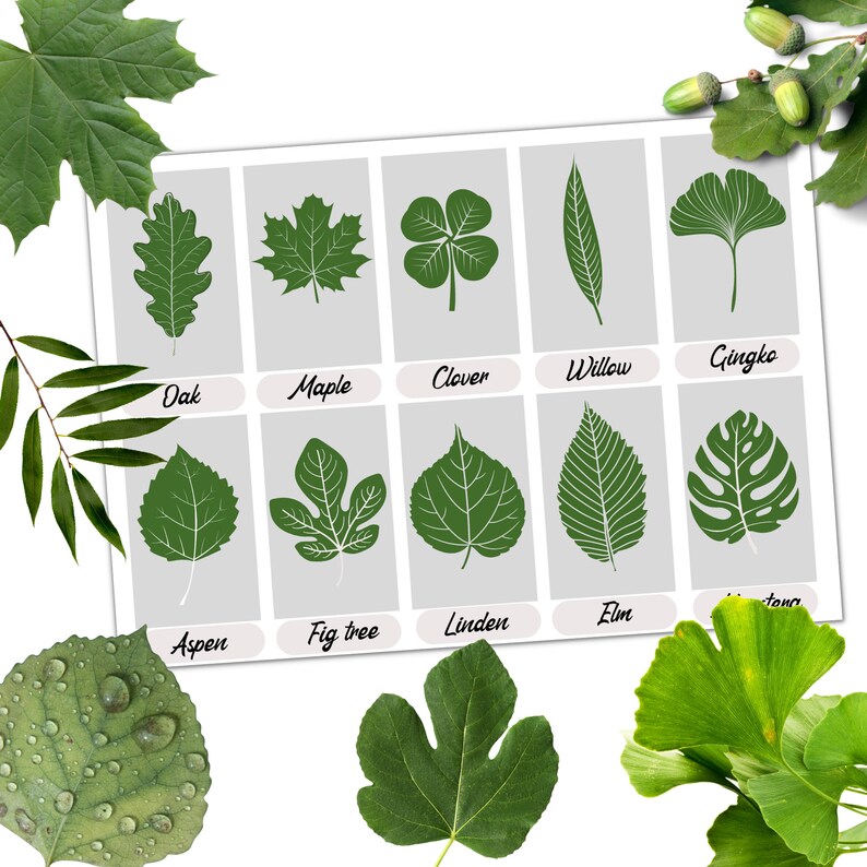 Leaf Identification Cards, Tree Leaf Identification, Nature Scavenger ...