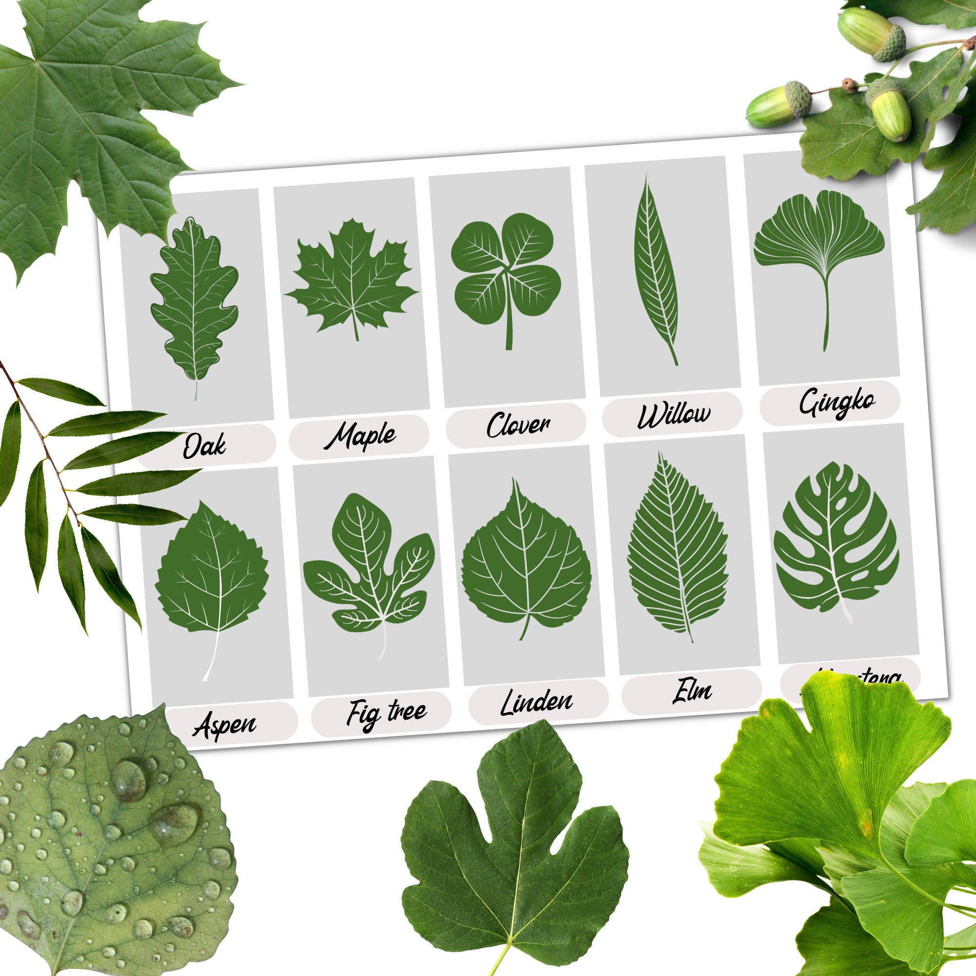 Leaf Identification Cards, Tree Leaf Identification, Nature Scavenger ...