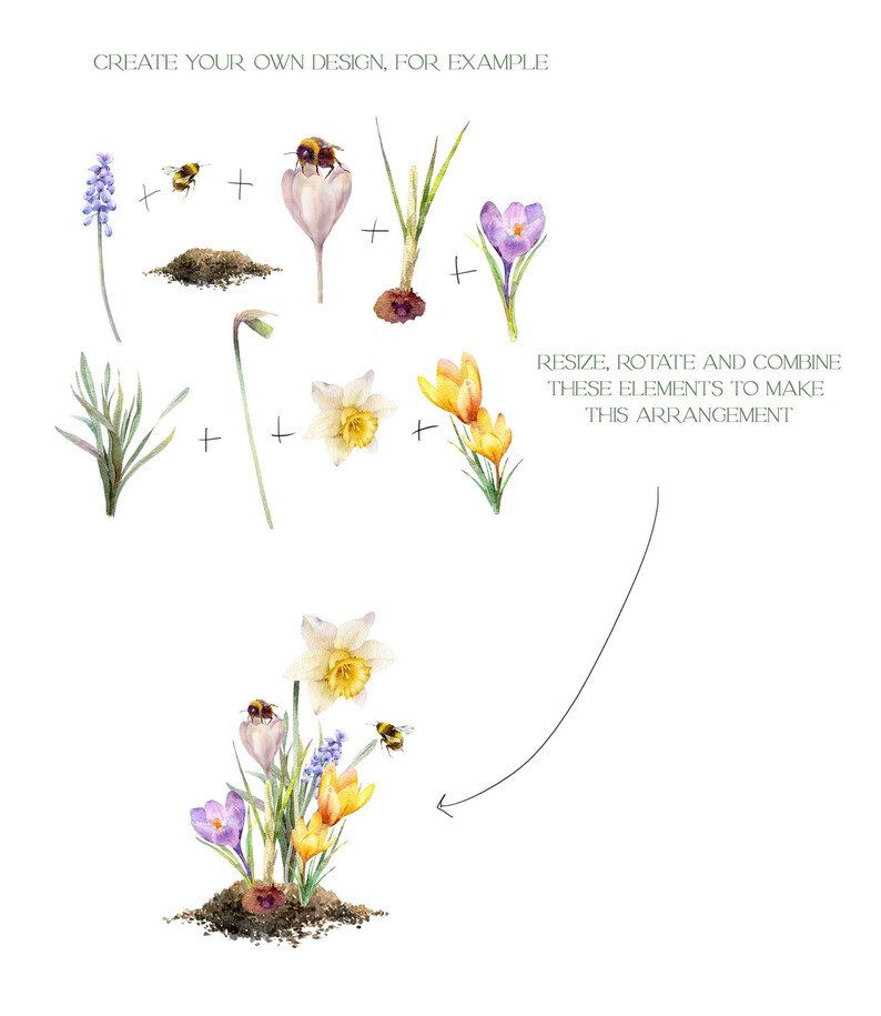 Spring Flower Clipart, Watercolor Daffodils, Crocuses, Digital ...