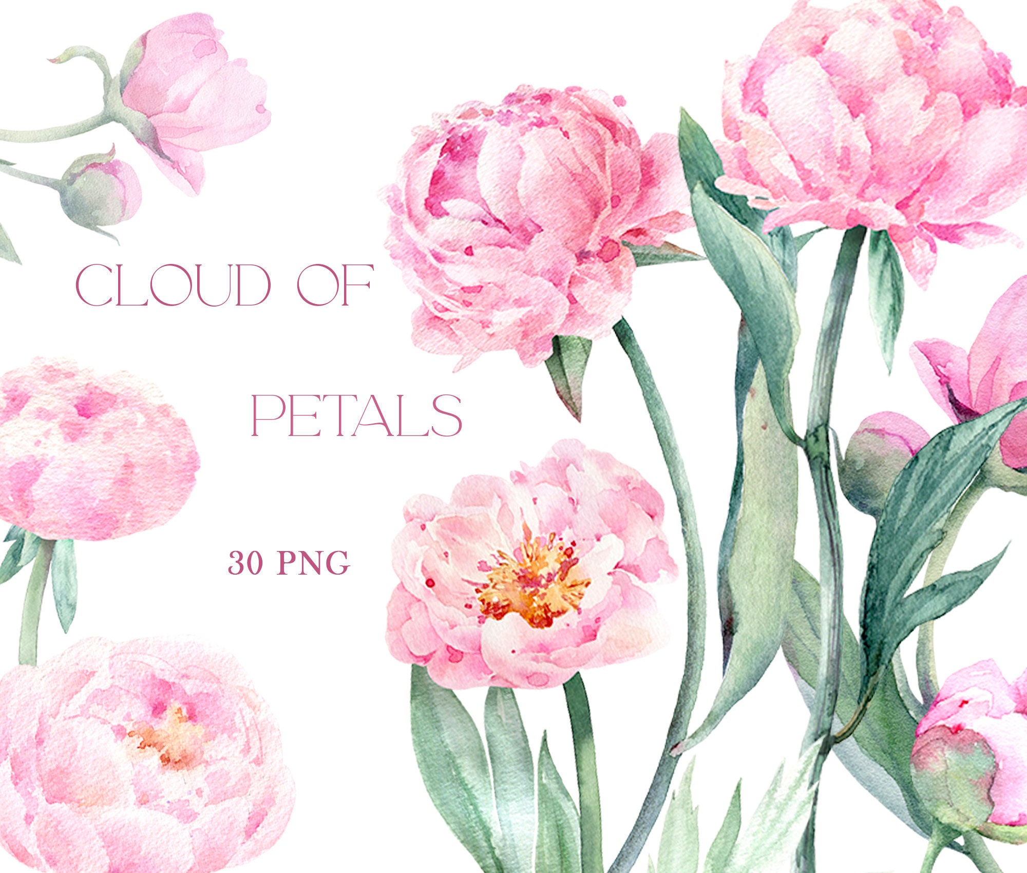 Watercolor Peonies Clipart Peony Clip Art Wedding Floral - Etsy
