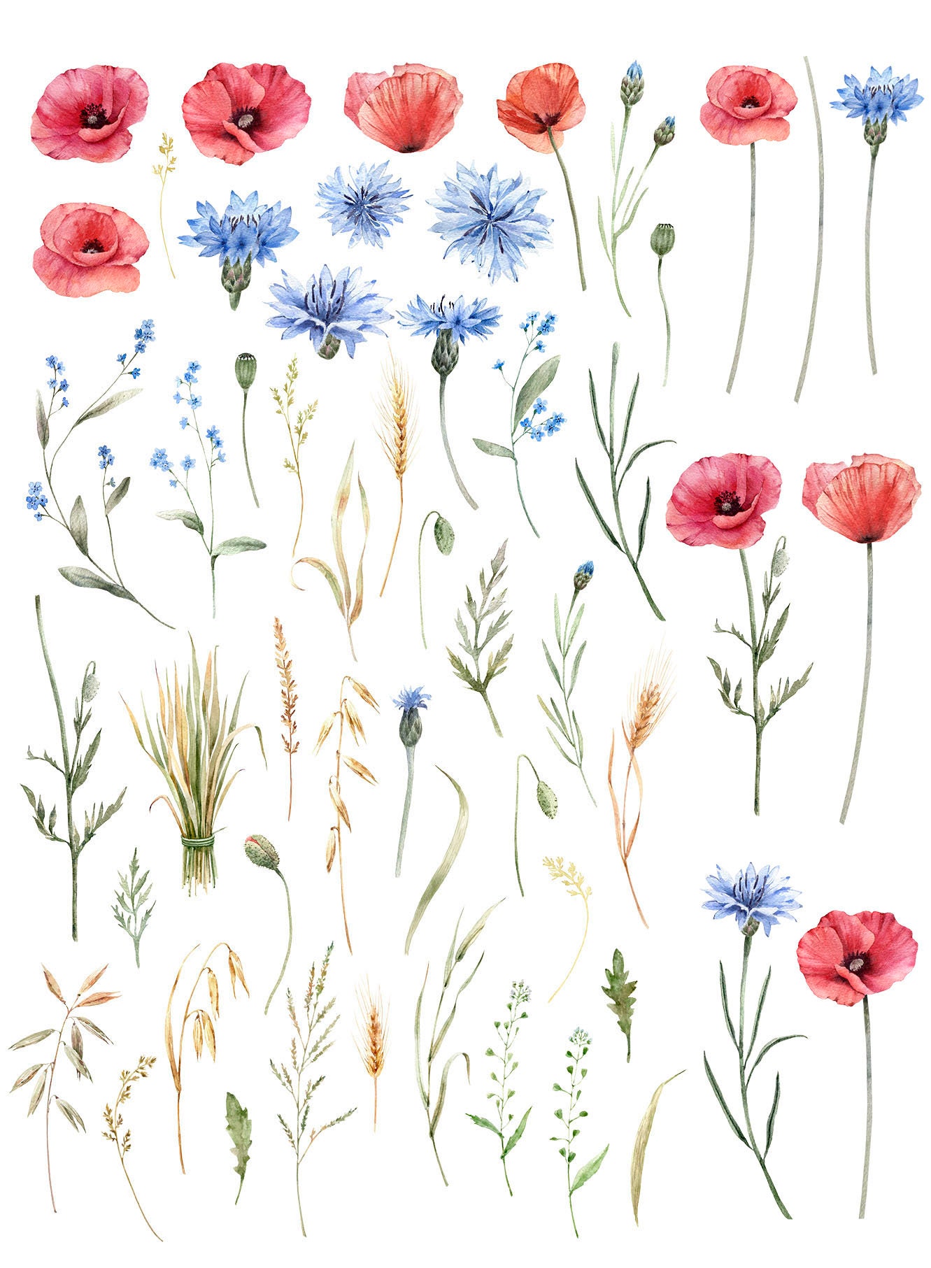 Watercolor Poppy Flowers Clipart Bundle Red and Blue Floral - Etsy